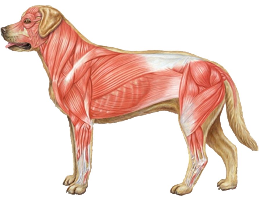 Physiological benefits of massage (Part 1) - Big Brown Dog Therapy