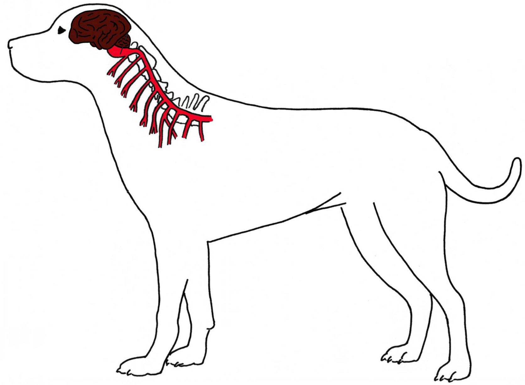 Pulling on the lead will damage your dog’s neck - Big Brown Dog Therapy