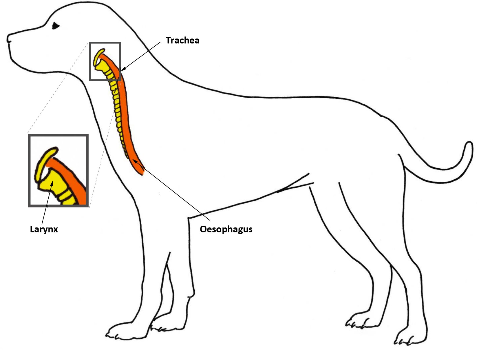 Pulling on the lead will damage your dog’s neck - Big Brown Dog Therapy